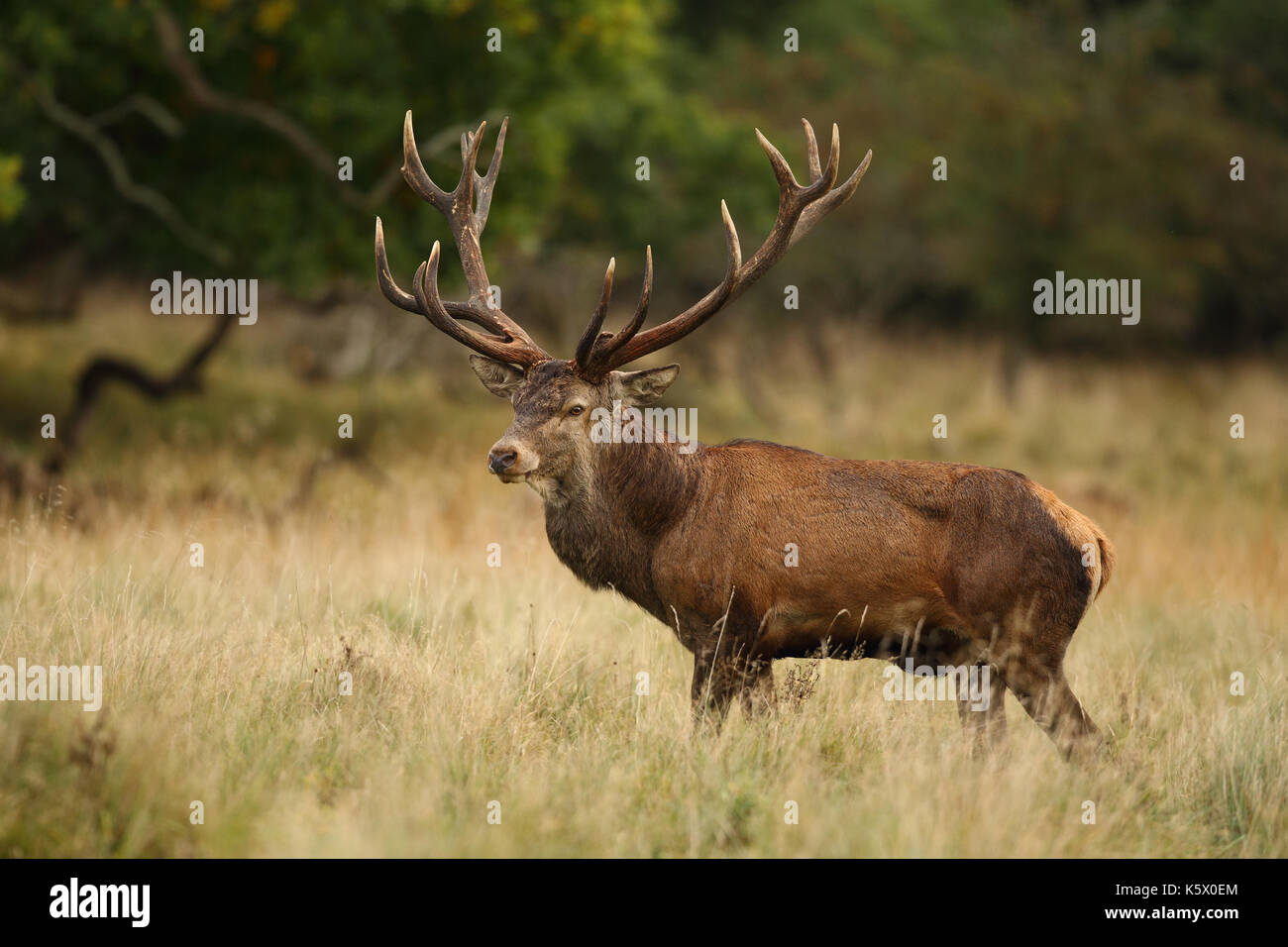 Dark brown male mule deer hi-res stock photography and images - Alamy