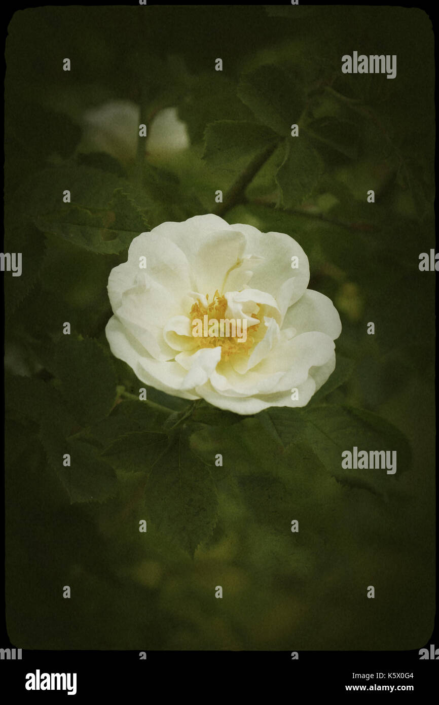 Rose rosa antique hi-res stock photography and images - Alamy