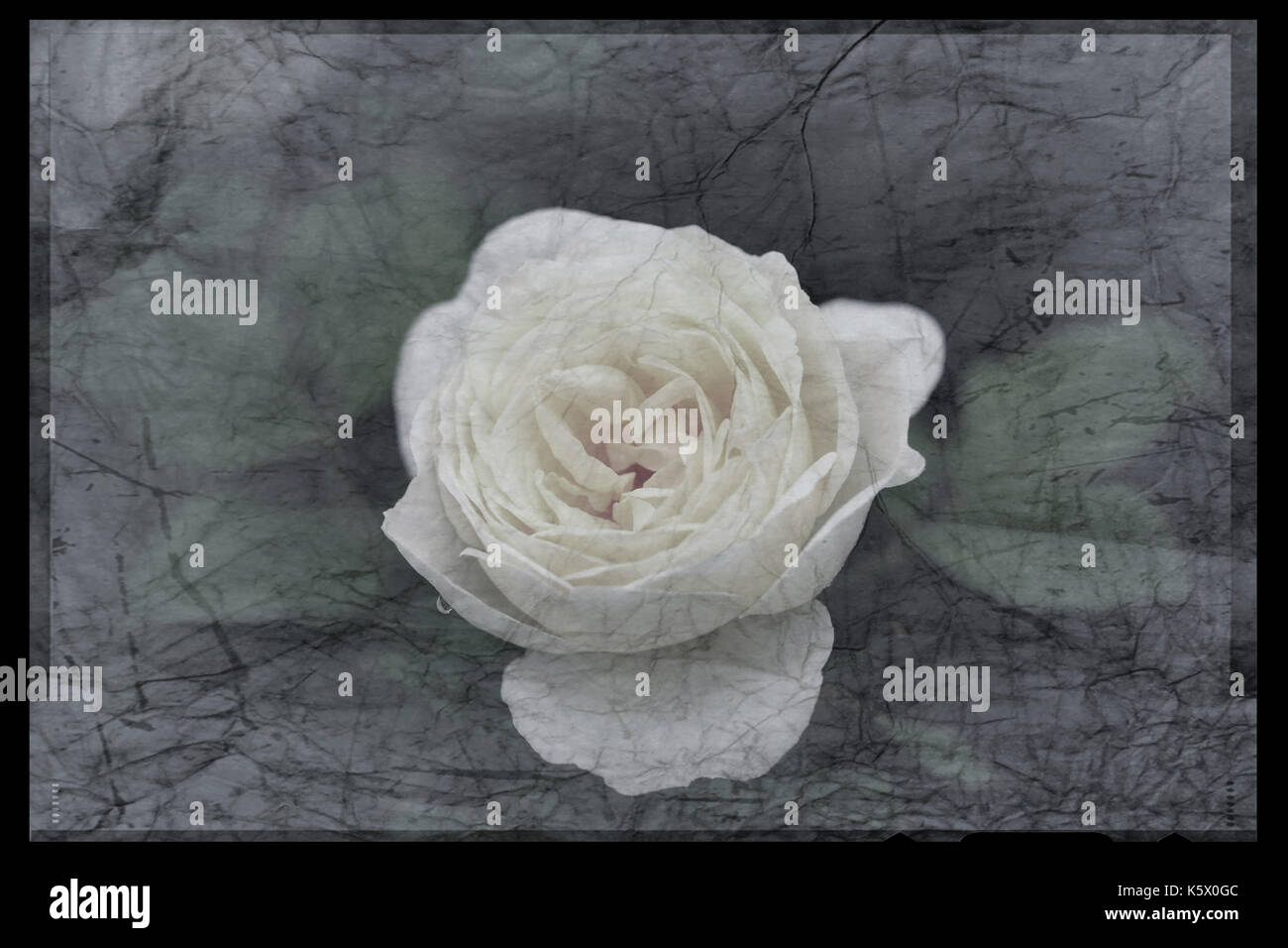 Vintage rose frame background hi-res stock photography and images - Alamy
