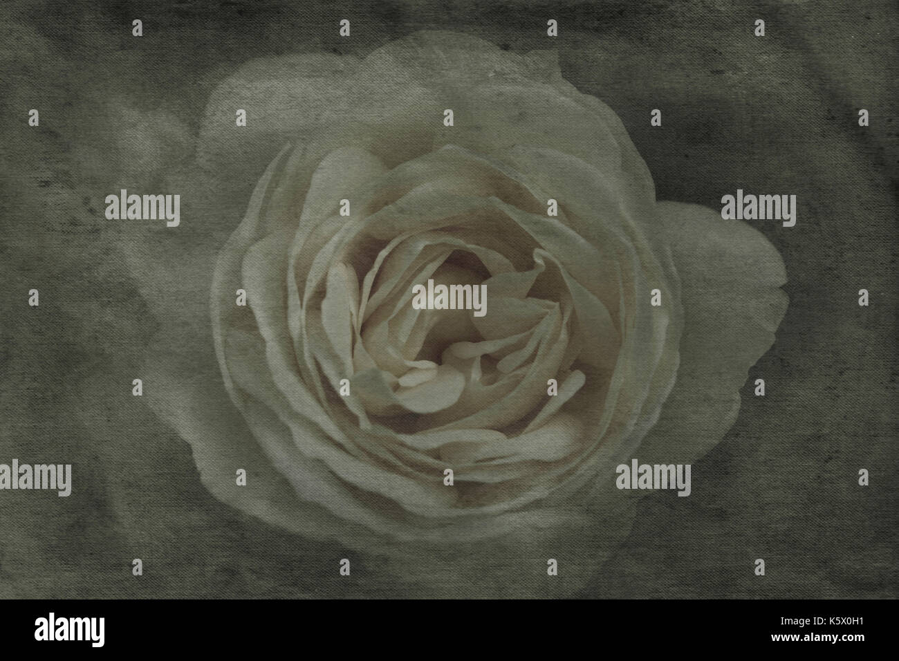 Vintage rose frame background hi-res stock photography and images - Alamy