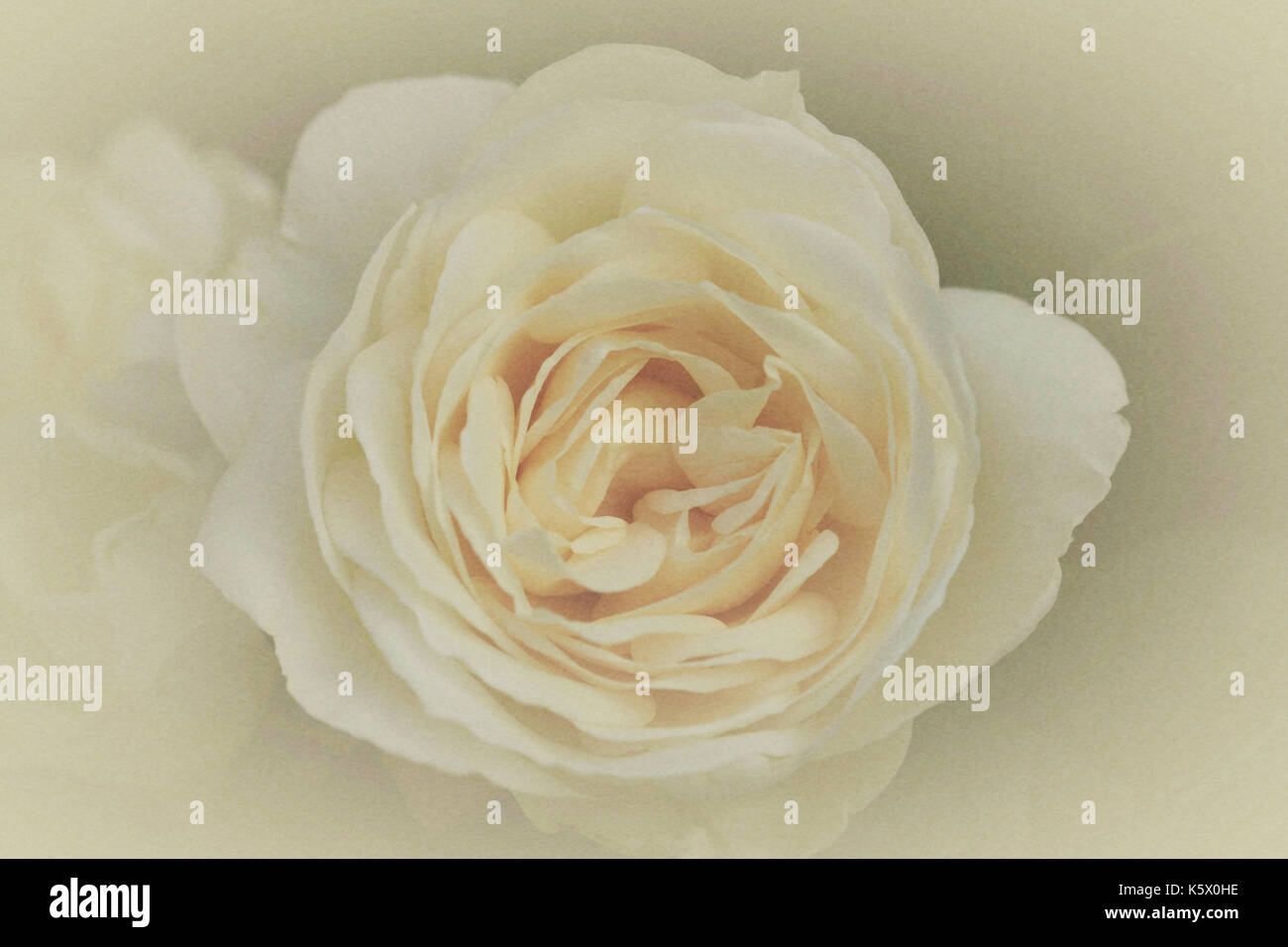 Aged rose hi-res stock photography and images - Alamy