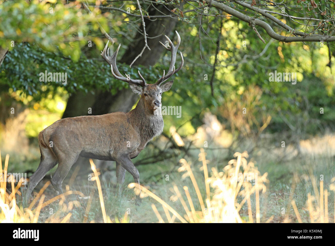 Red deer - Rutting season Stock Photo - Alamy