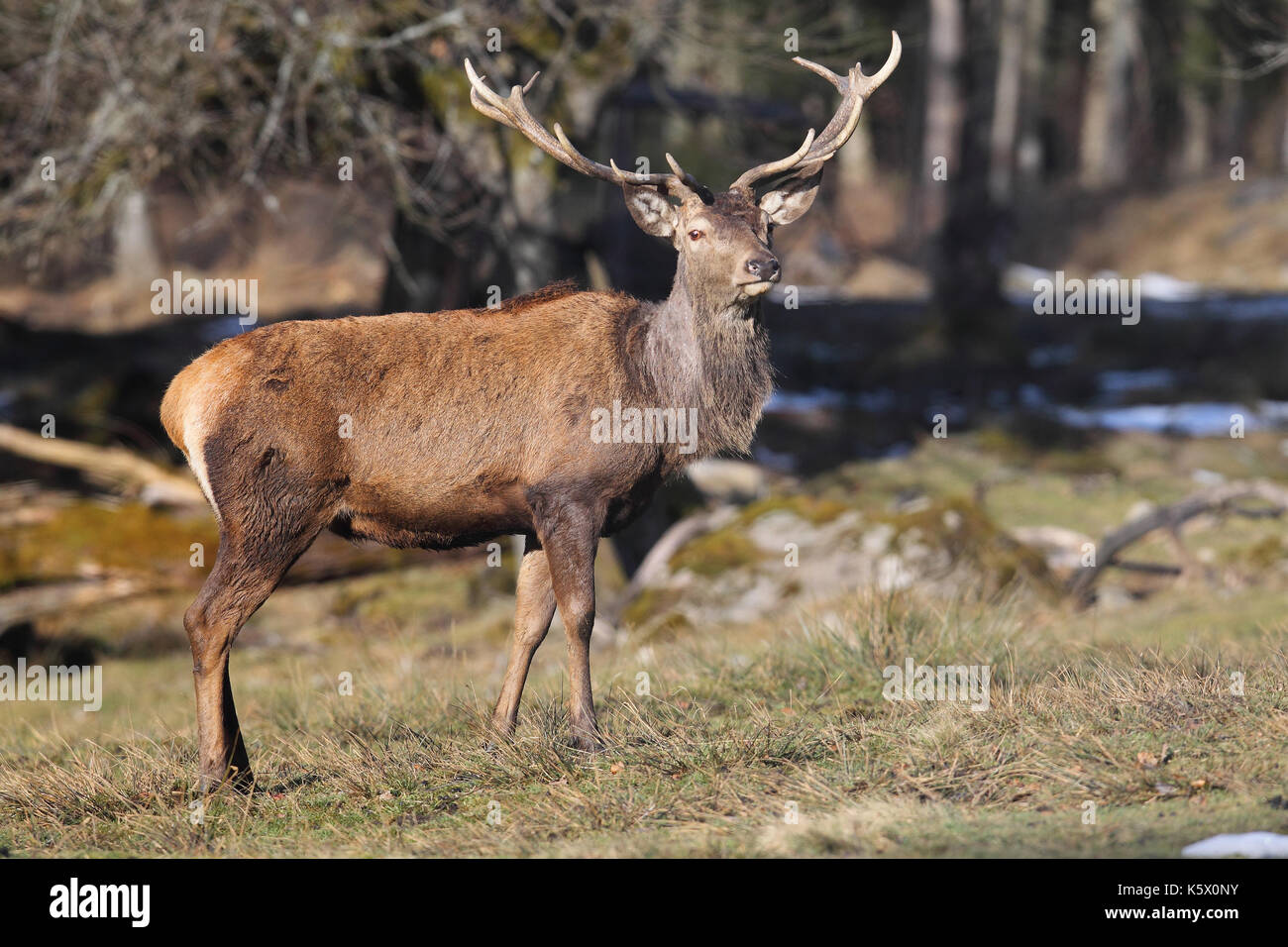 Red deer - Rutting season Stock Photo - Alamy