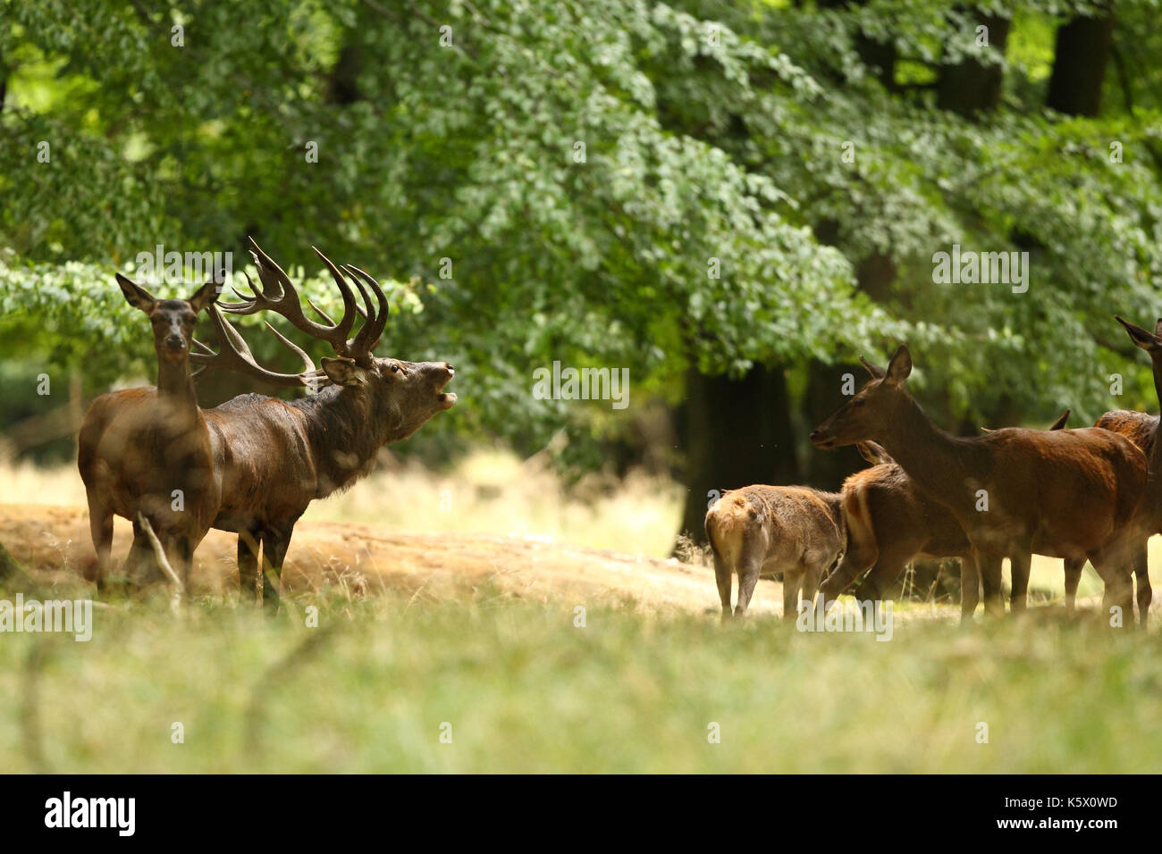 Red deer - Rutting season Stock Photo - Alamy