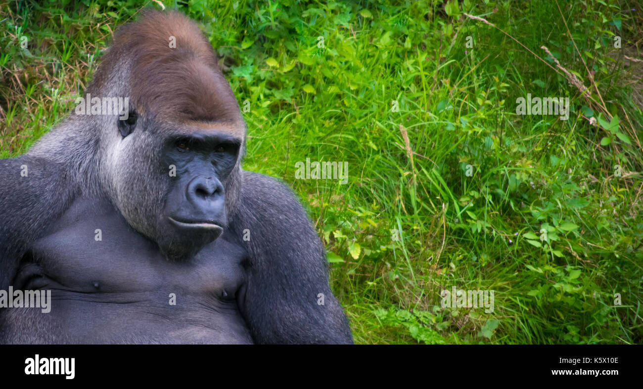 Silverback gorilla relaxing and loogking proud at camera Stock Photo ...