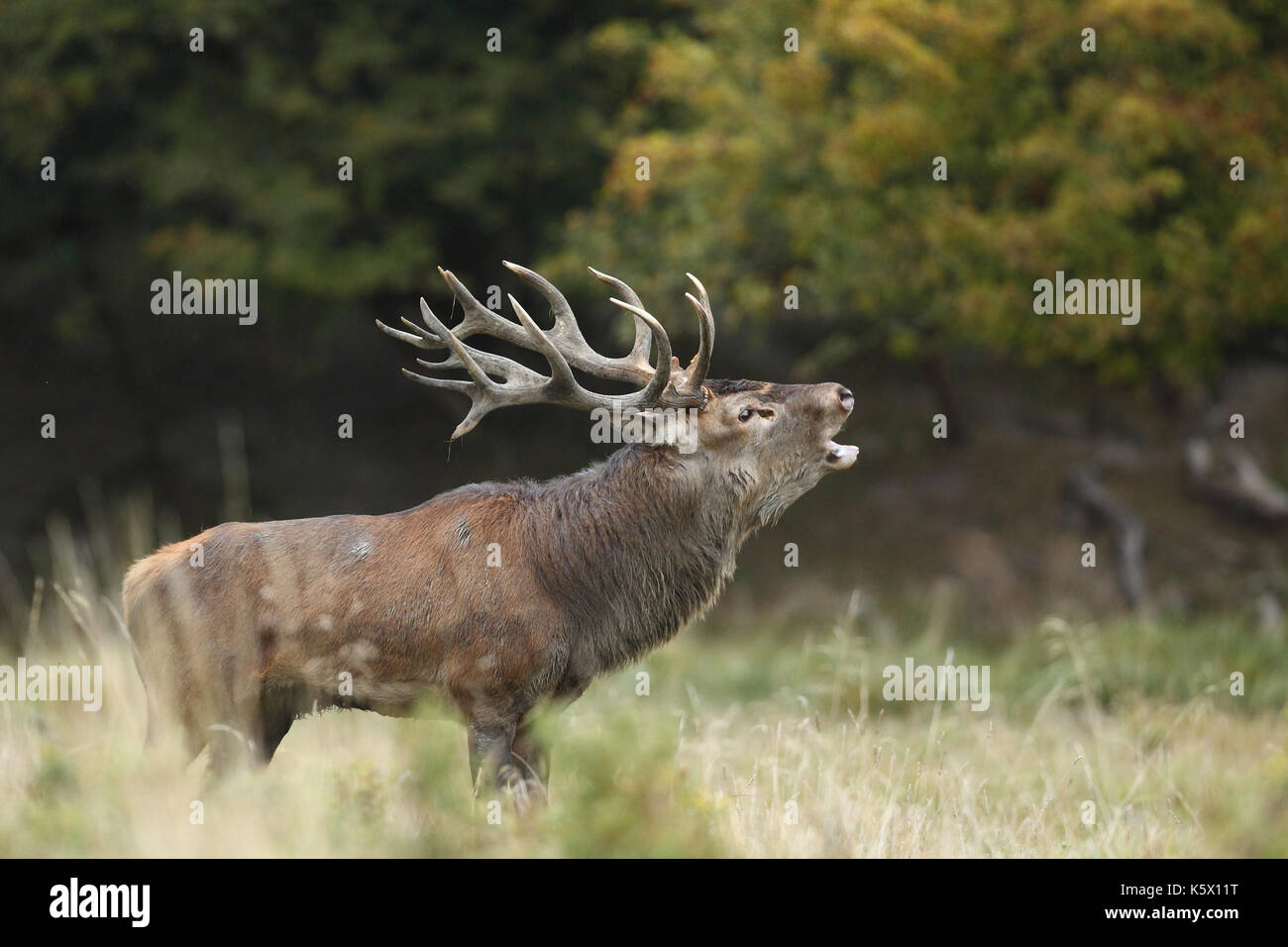 Red deer - Rutting season Stock Photo - Alamy