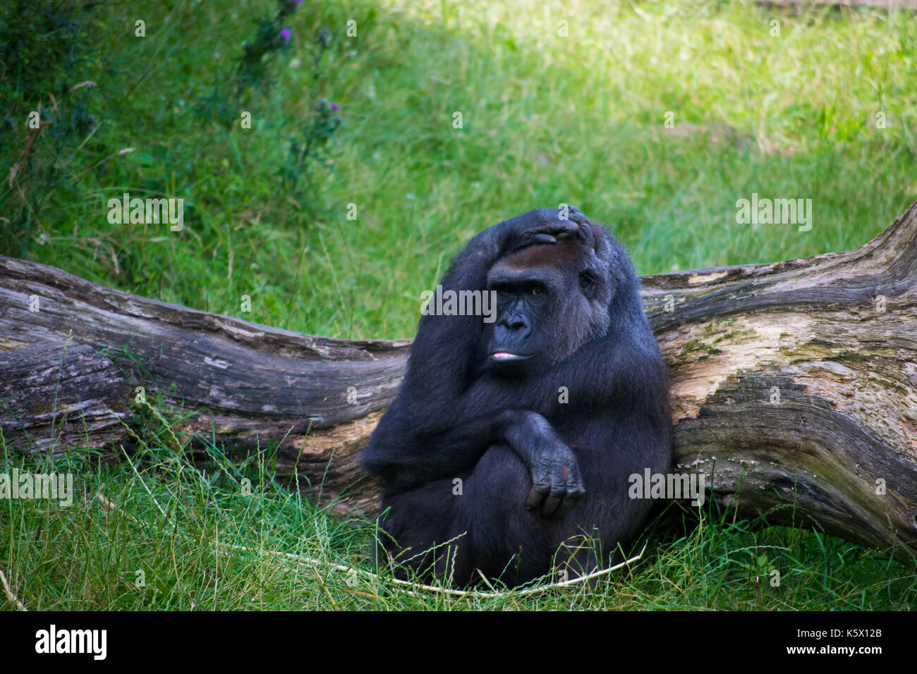 Silverback gorilla relaxing and loogking proud at camera Stock Photo ...