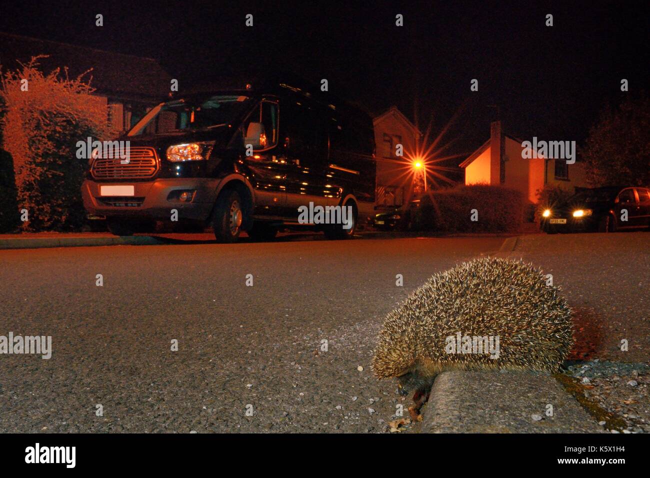 Hedgehog night street hi-res stock photography and images - Alamy
