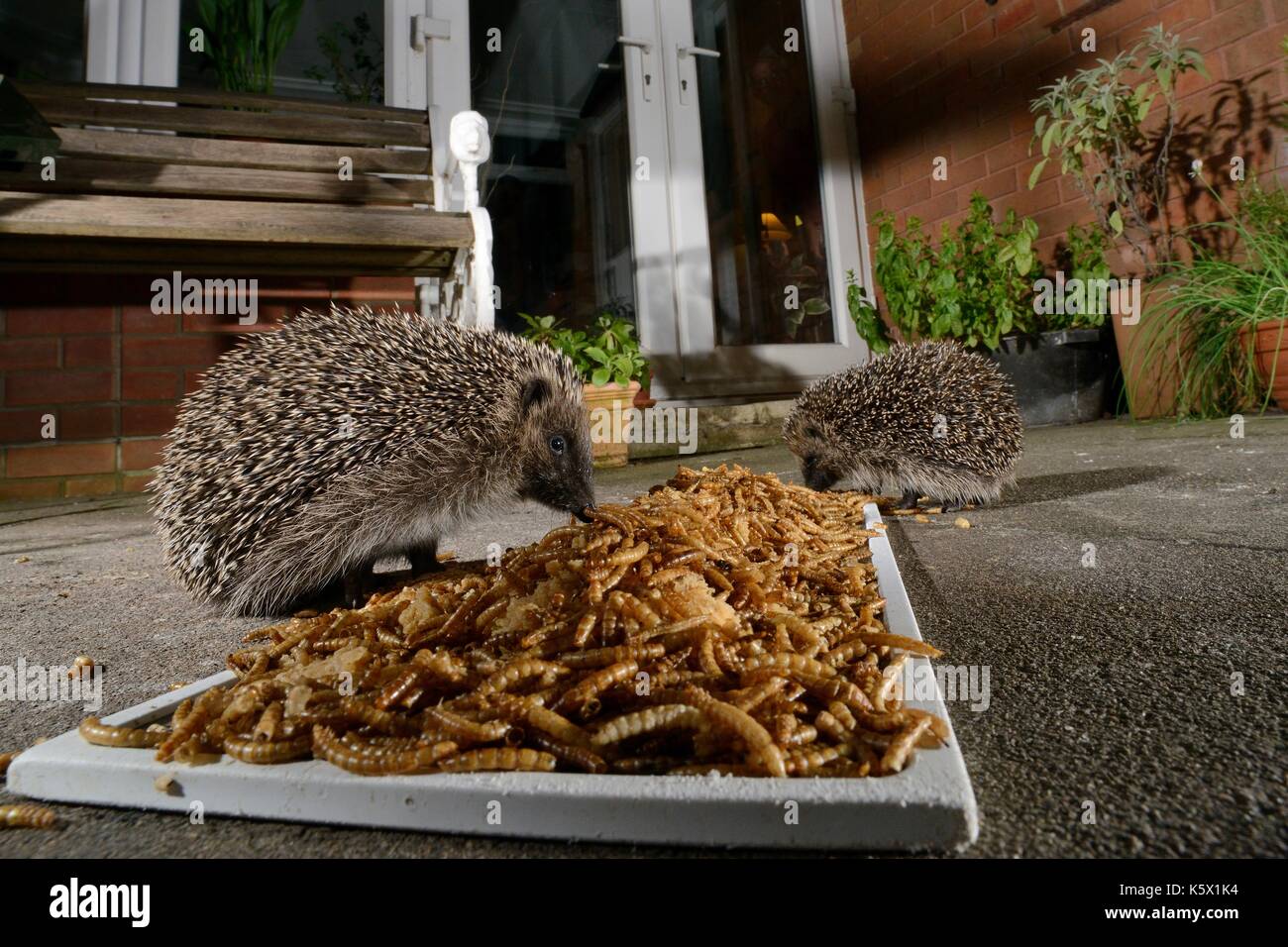 Hedgehog houses hi-res stock photography and images - Alamy