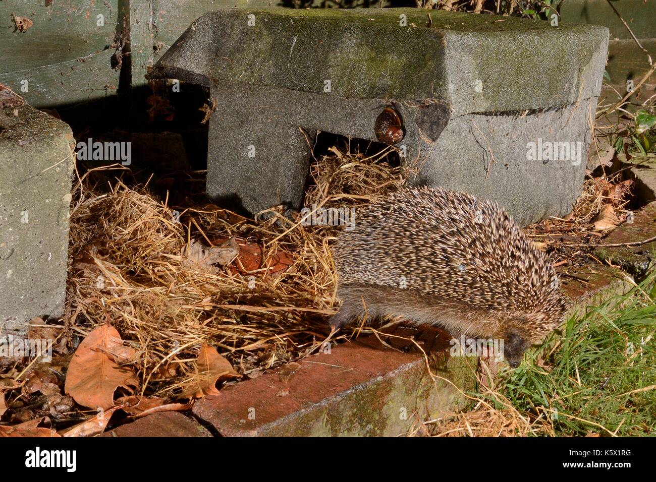 Hedgehog house hi-res stock photography and images - Alamy