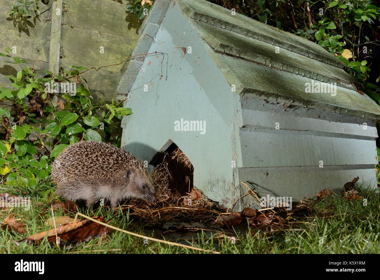 Hedgehog house hi-res stock photography and images - Alamy