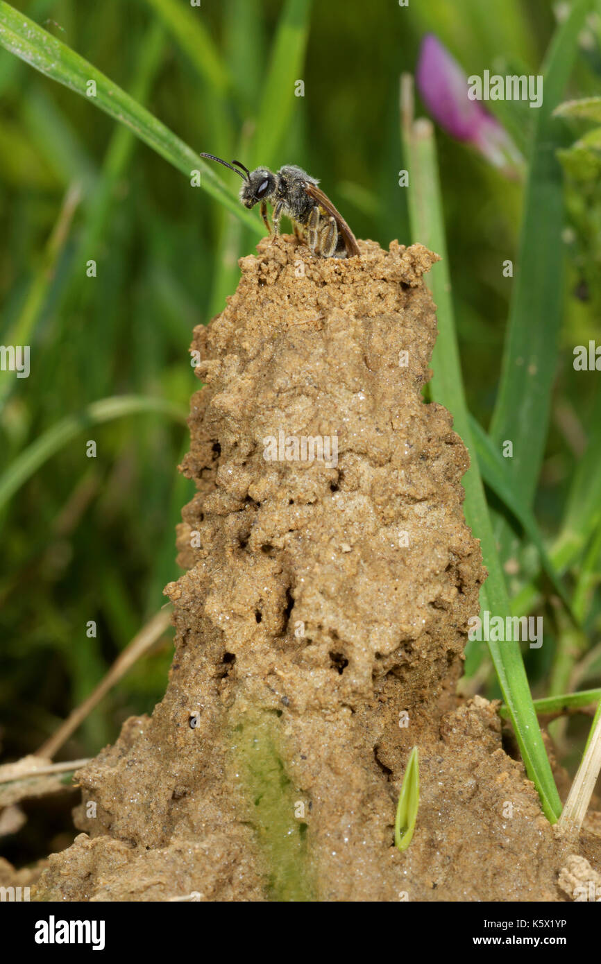 Solitary bee in earth mound on the grassland Stock Photo - Alamy
