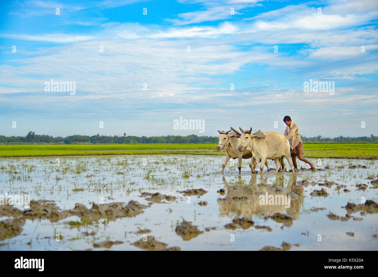 the agriculture farmer cultivation land on the traditional process ...