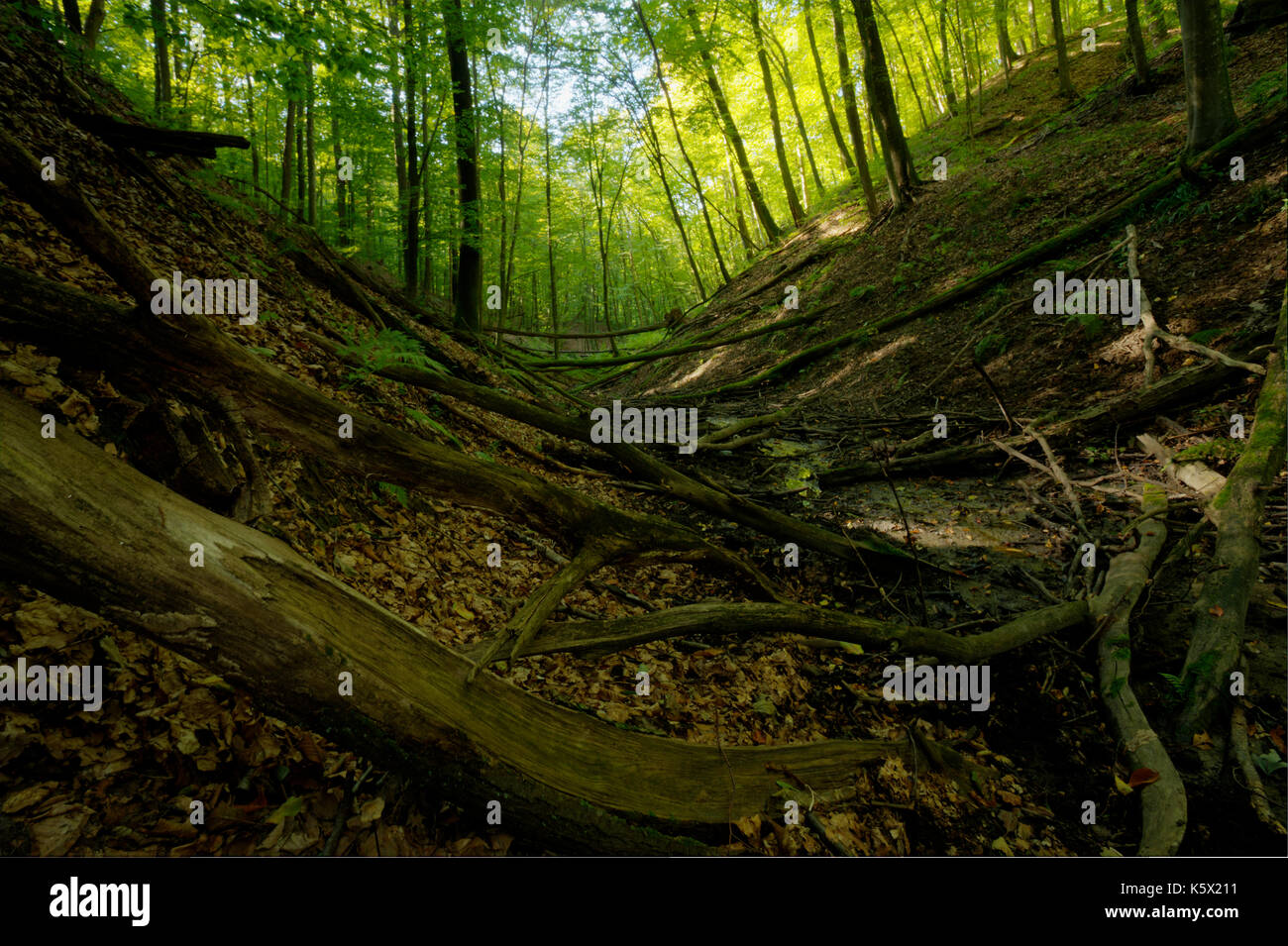 Forest in September Stock Photo - Alamy