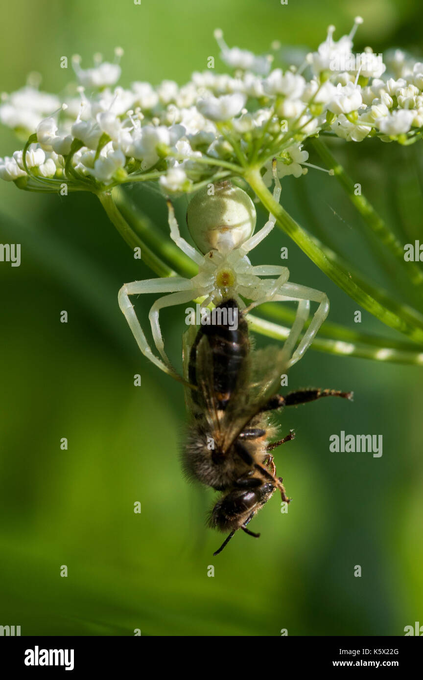 European honey bee caught by spider Stock Photo - Alamy