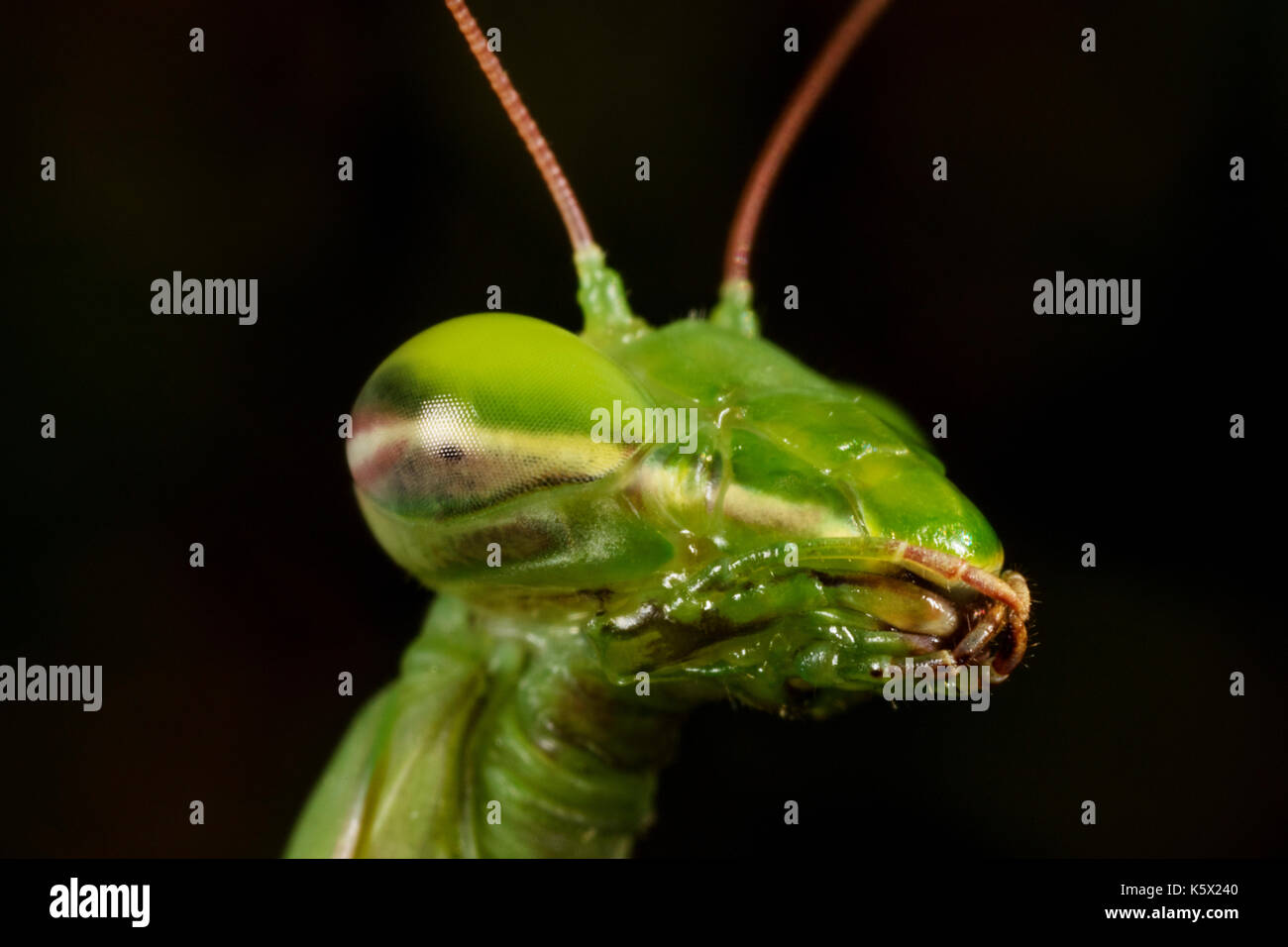 The European mantis (praying mantis) close-up Stock Photo - Alamy