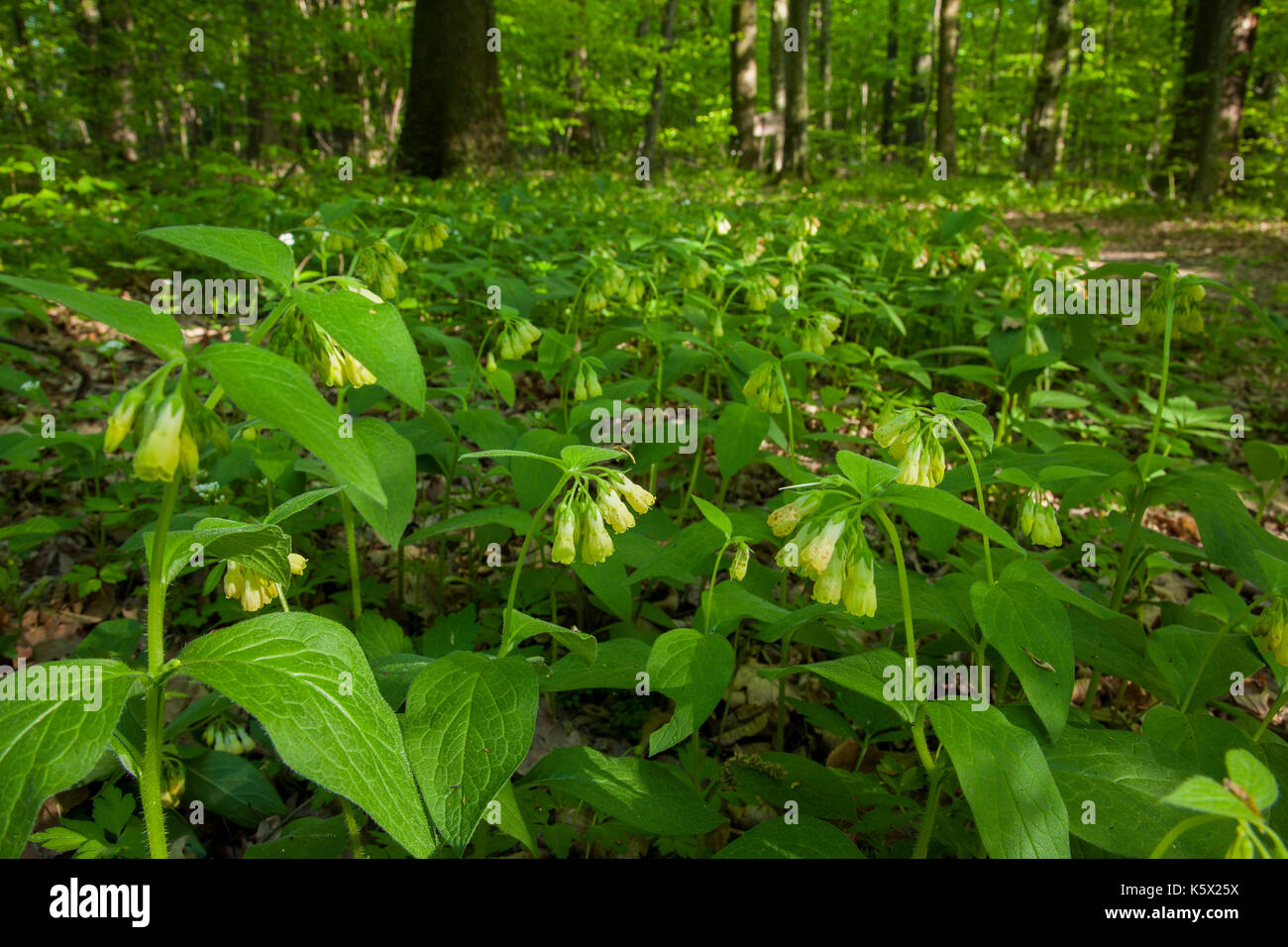 The tuberous comfrey in the forest Stock Photo - Alamy
