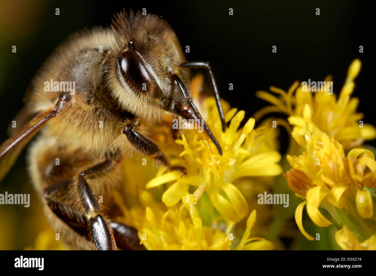 European Honey Bees High Resolution Stock Photography and Images - Alamy