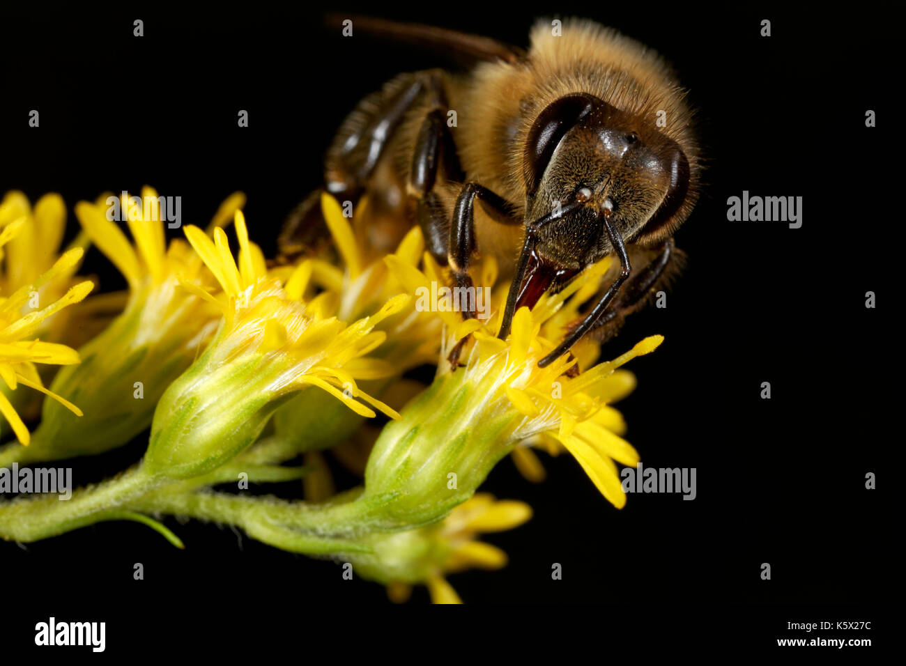 Bees On Flower High Resolution Stock Photography and Images - Alamy