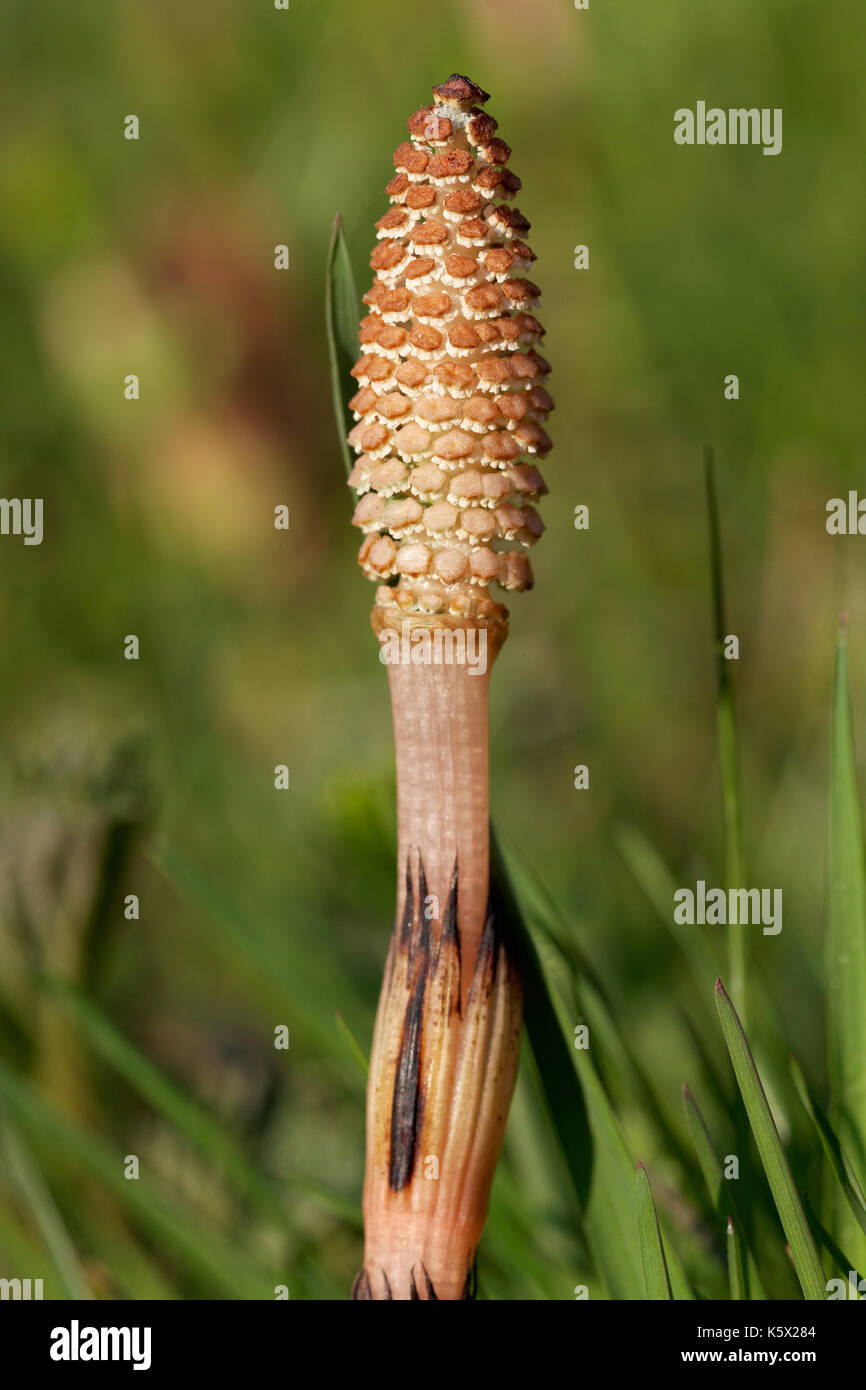 the field horsetail or common horsetail Stock Photo - Alamy