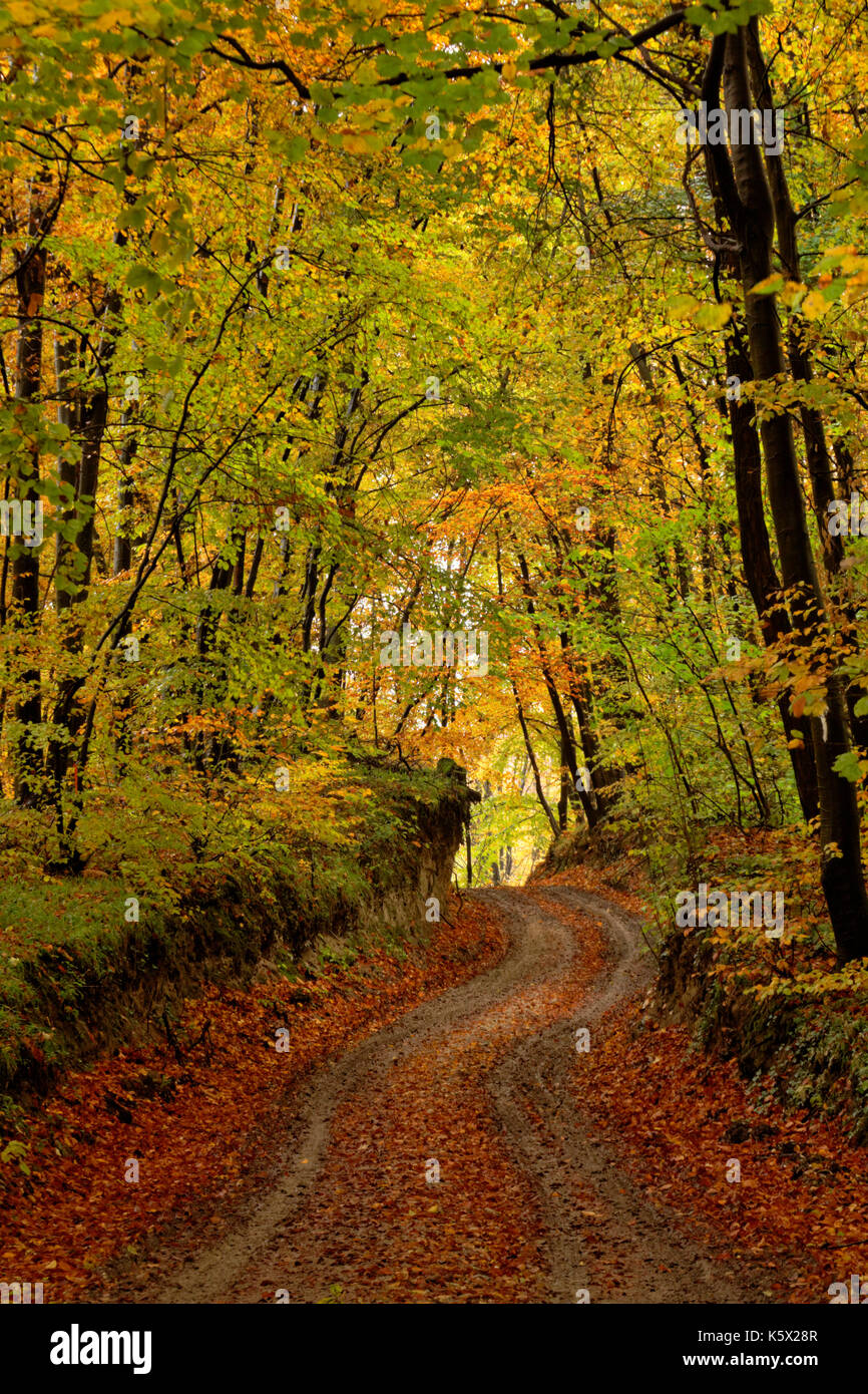 autumn in forest Stock Photo - Alamy