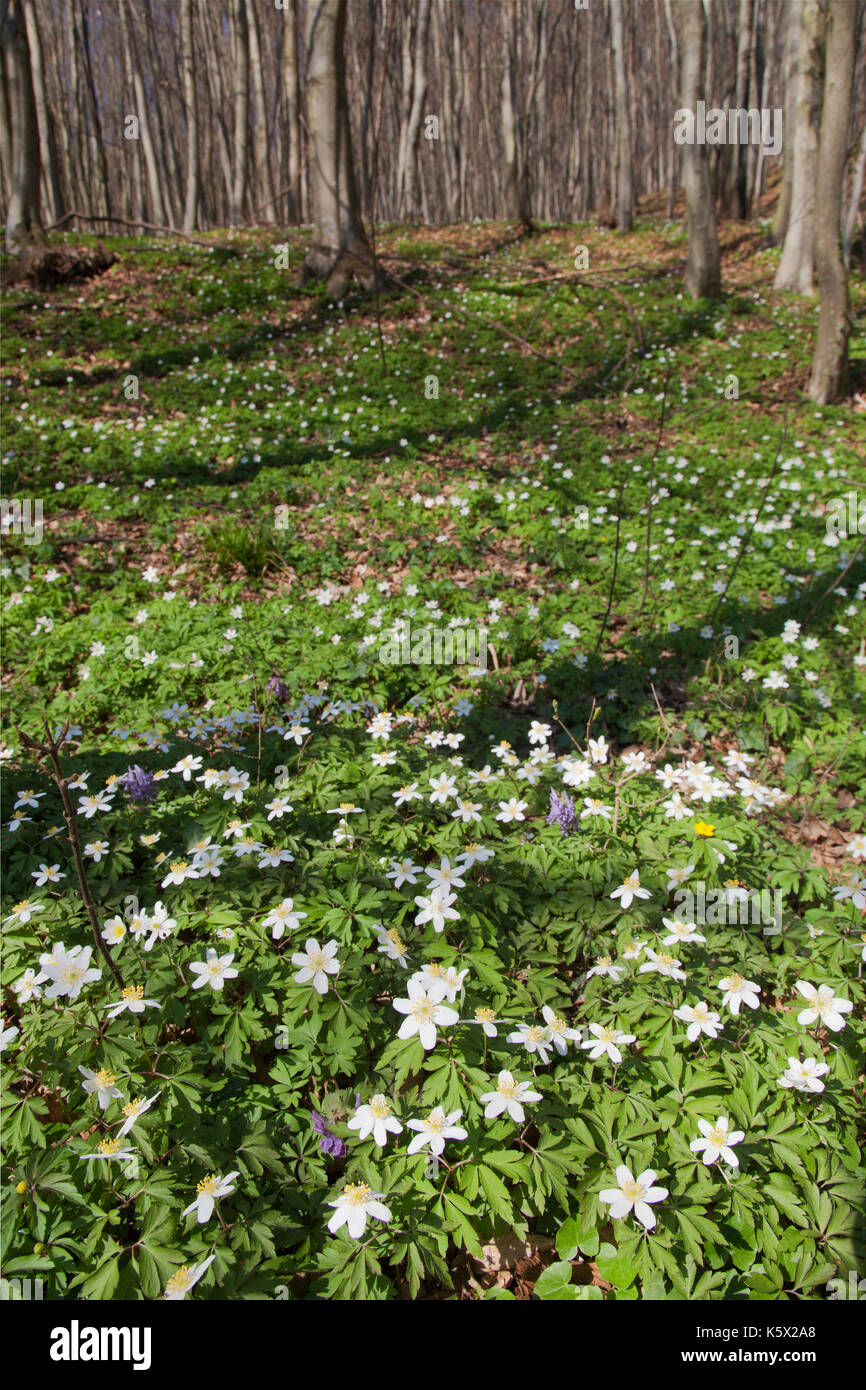 Wood anemone in forest hi-res stock photography and images - Alamy