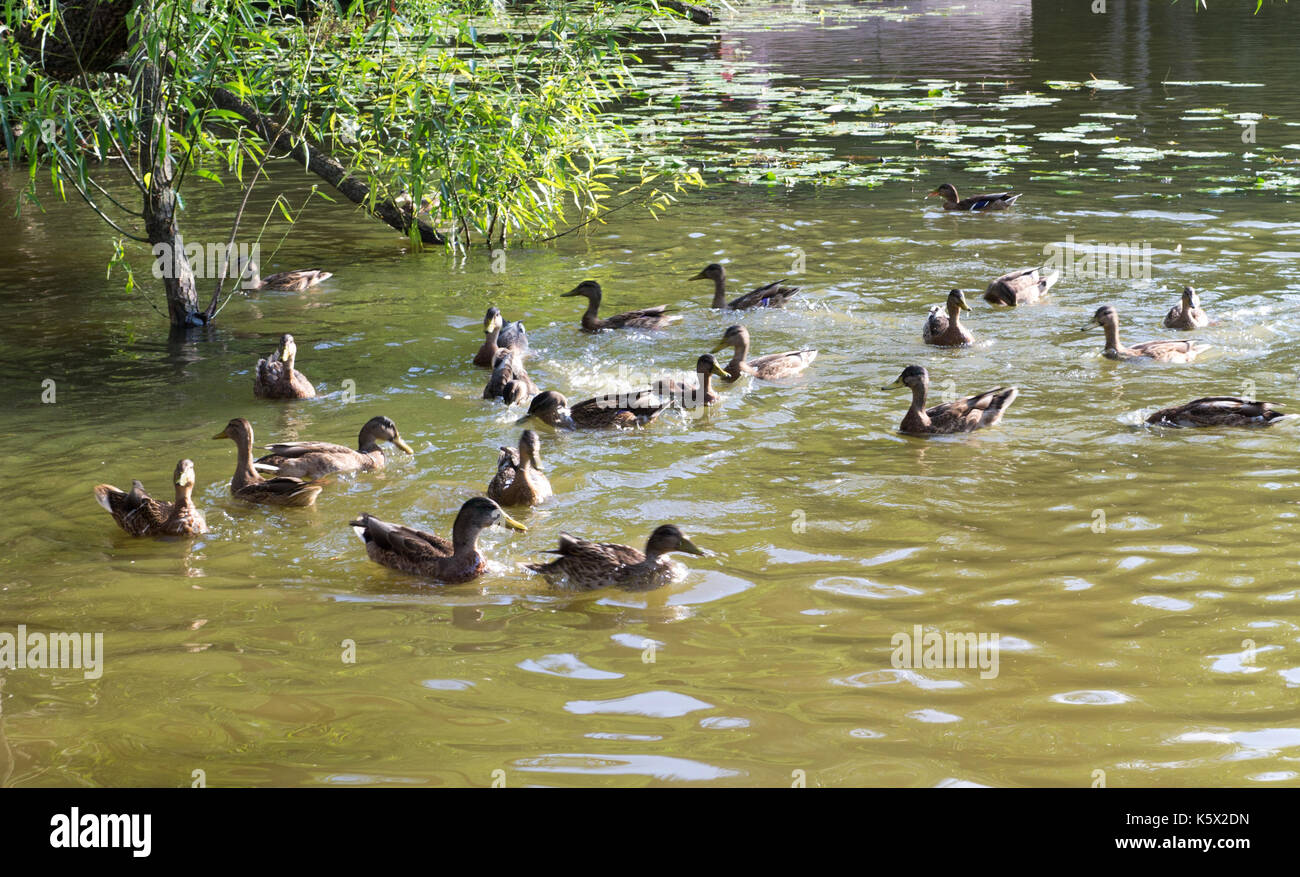 Turbid pool hi-res stock photography and images - Alamy