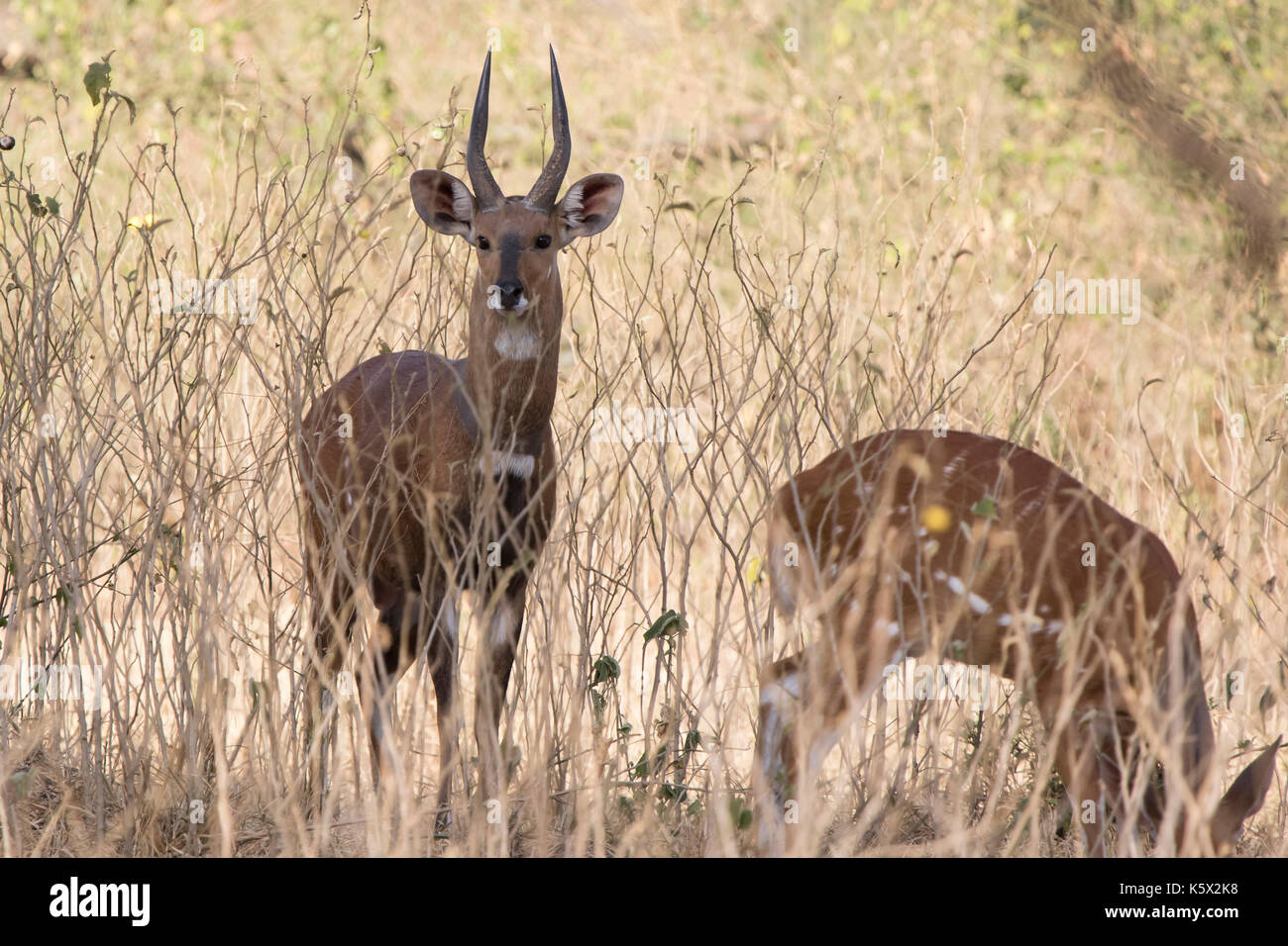 Male bushbok antelope which stands amid low bush and grass in shrub ...