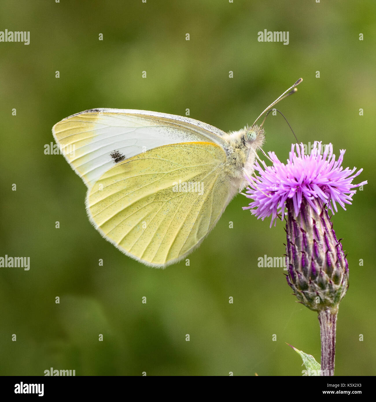 Small white (Pieris rapae) butterfly nectaring on thistle. Insect in ...