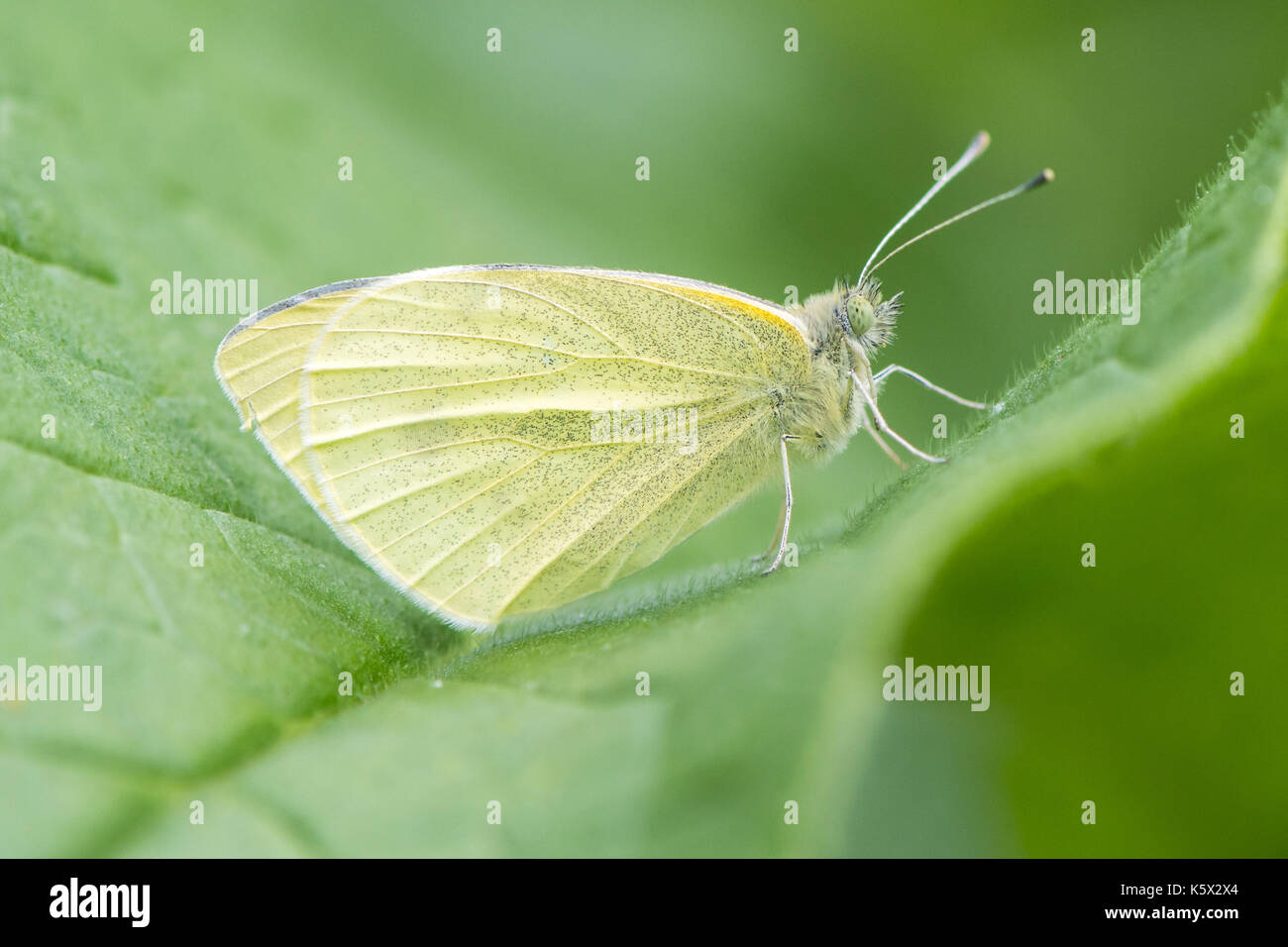 Small white (Pieris rapae) butterfly at rest on leaf. Insect in the ...