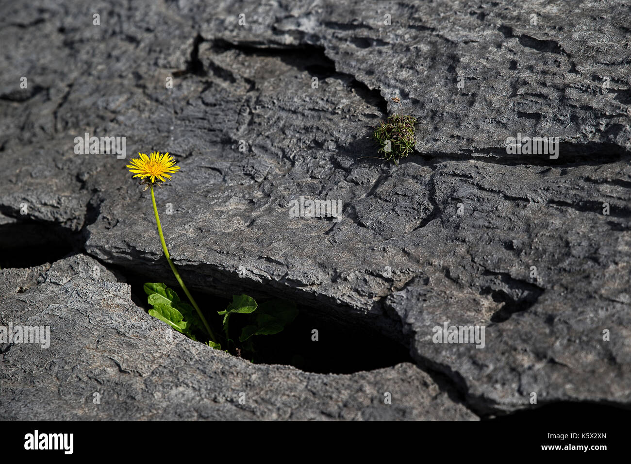 Life in a Barren Place Stock Photo - Alamy