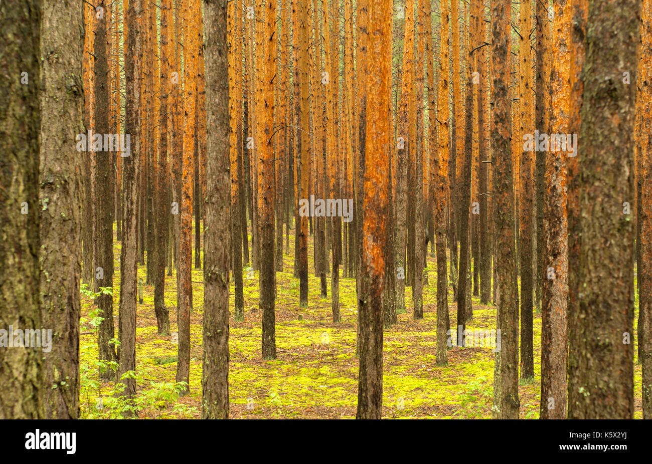 Background: pine forest. Wall of gray-yellow straight pine trunks ...