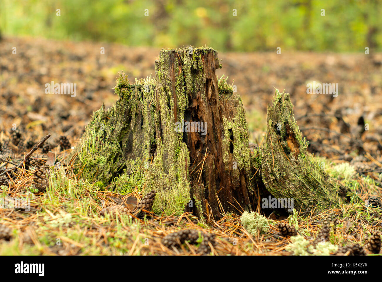 Covered with moss and lichen the old rotten stump in the forest close ...