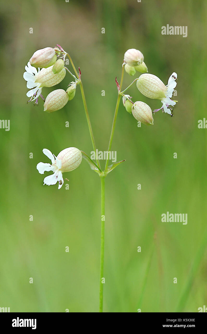 Bladder Campion flower (Silene Vulgaris Stock Photo - Alamy