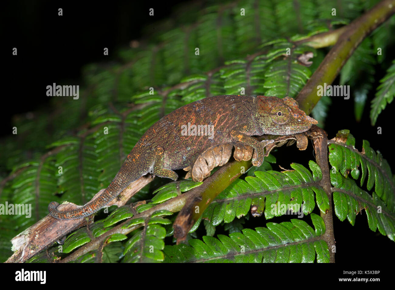 Nose-horned chameleon, Calumma nasuta, Andasibe-Mantadia National Park ...