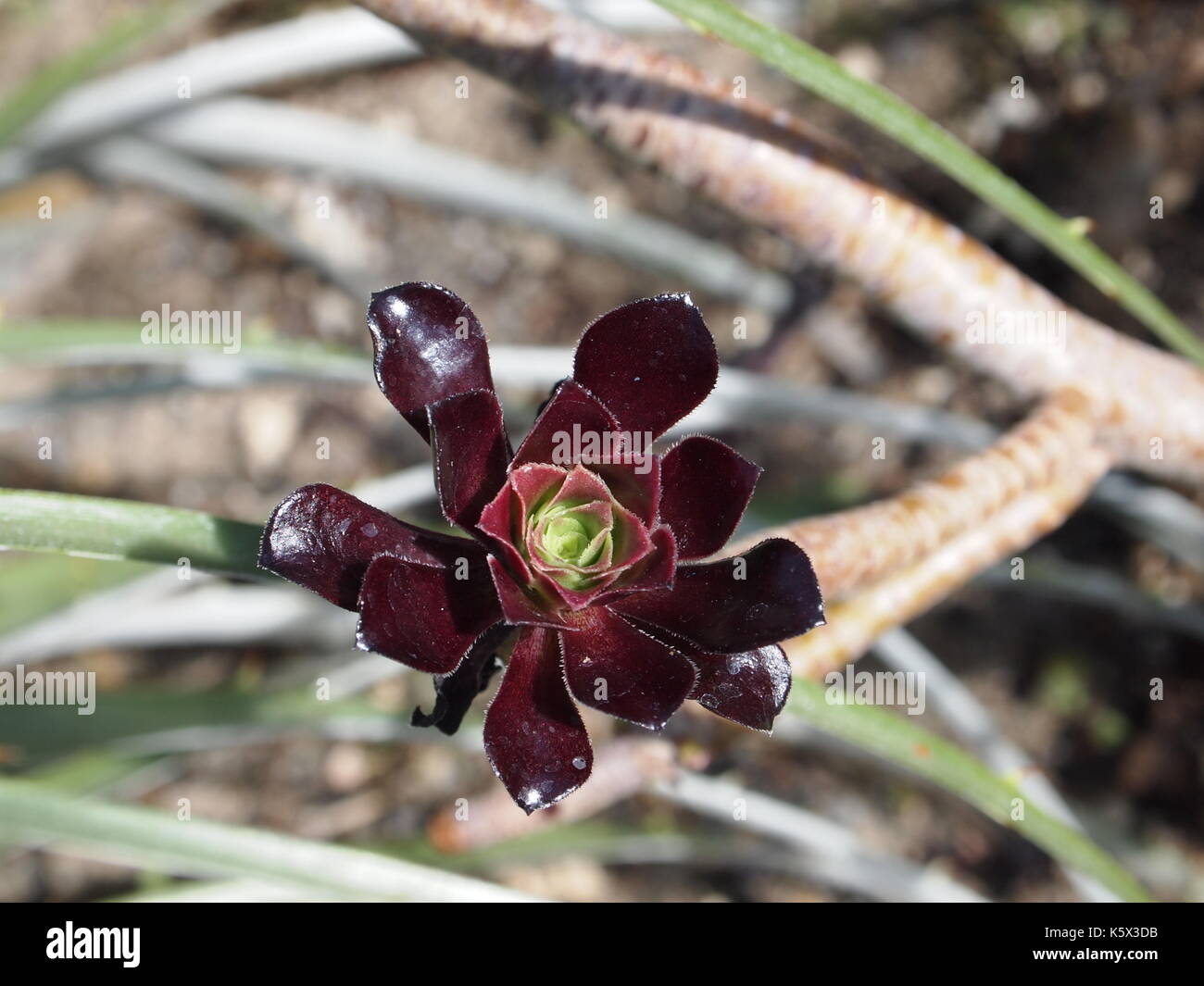 Close up of the purple rosette flower of an Aeonium arboreum Stock ...