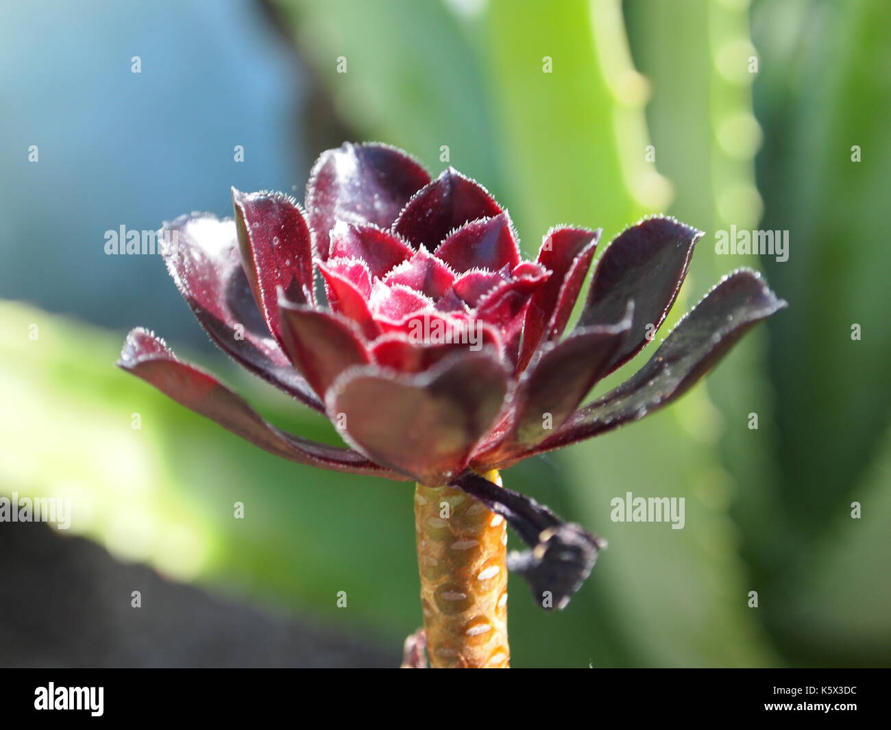 Close up of the purple rosette flower of an Aeonium arboreum Stock ...