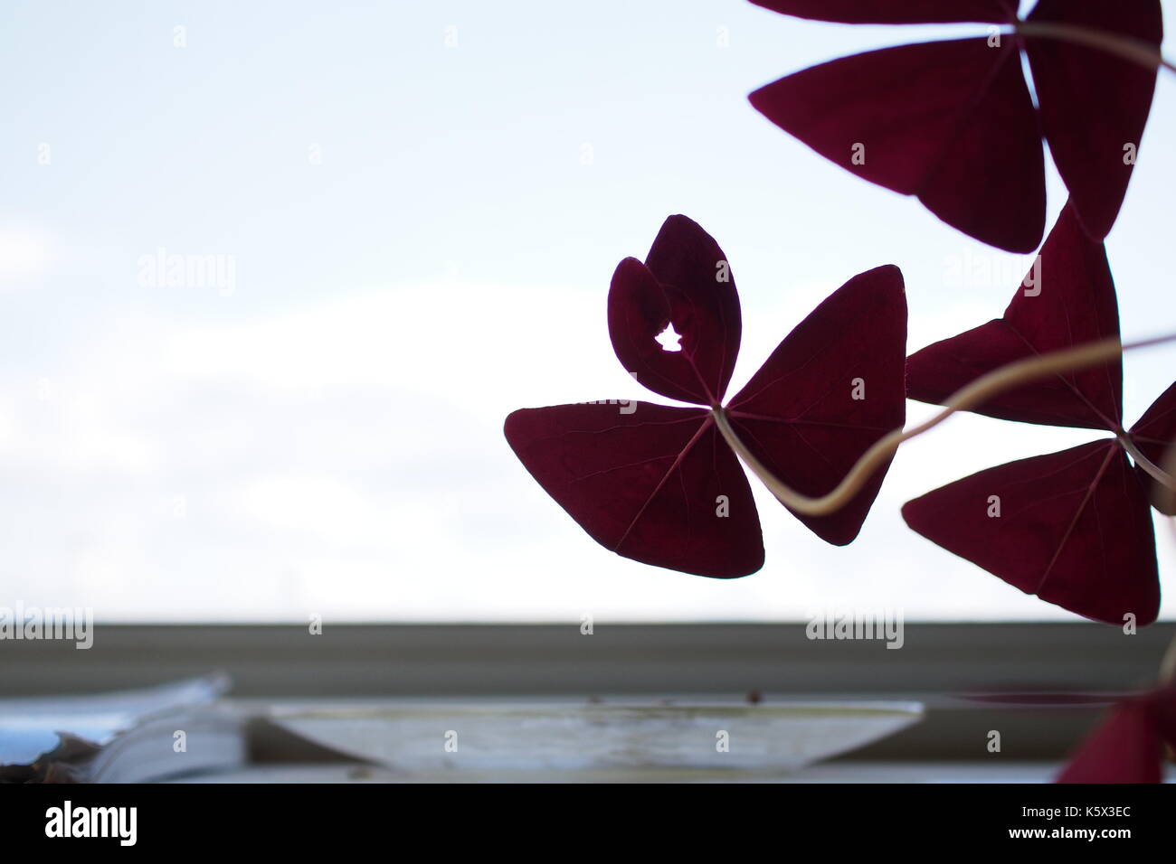 Close up of leaves of a red Oxalis Triangularis on a windowsill Stock ...