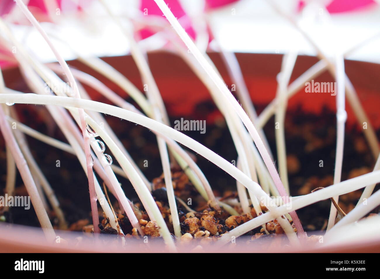 Close up of oxalis triangularis hi-res stock photography and images - Alamy