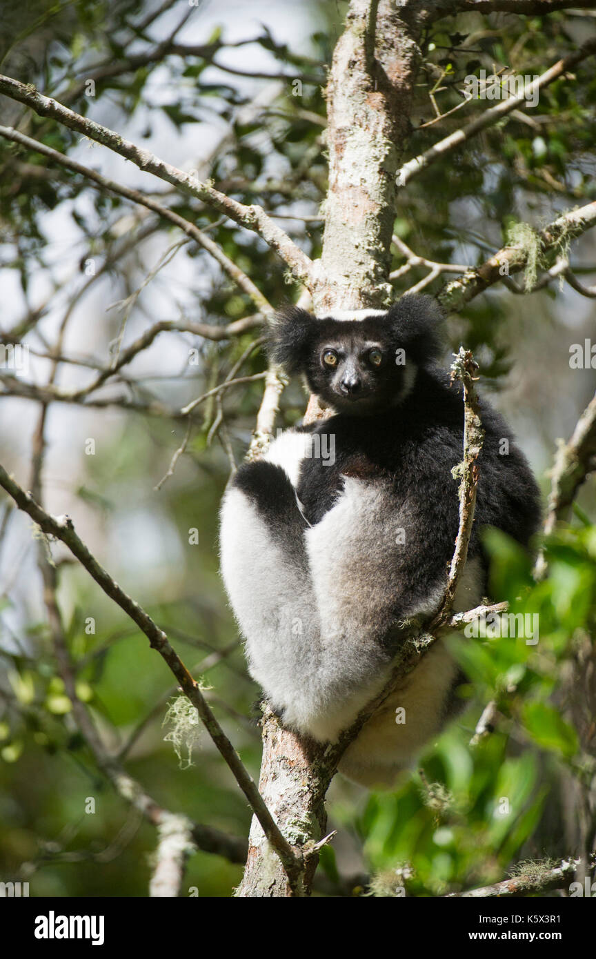 Indri, Indri Indri, Andasibe-Mantadia National Park, Madagascar Stock ...