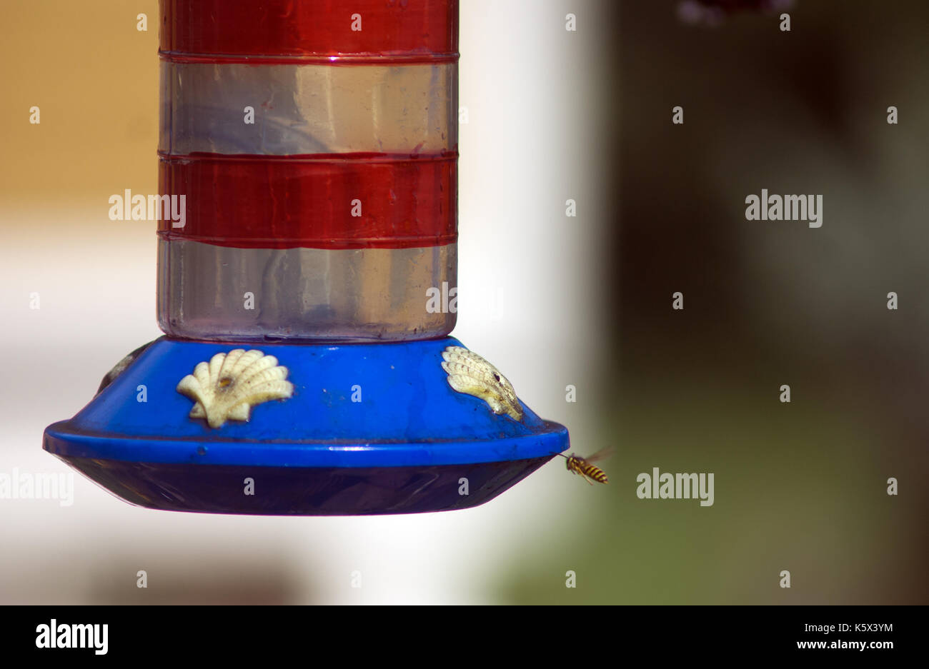 Single wasp hovers near a kitschy hummingbird feeder Stock Photo - Alamy