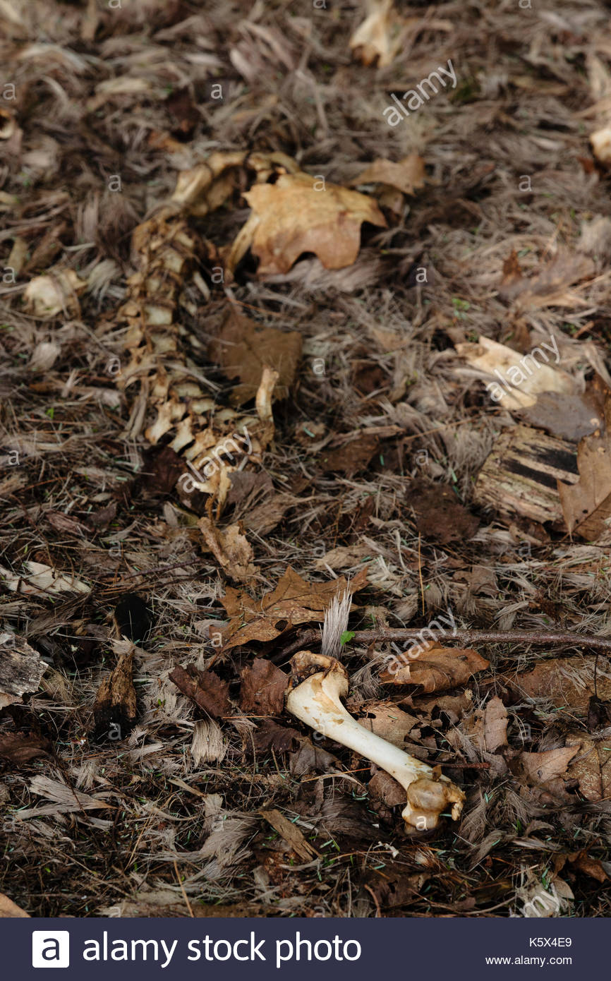 Deer Skeleton Stock Photos & Deer Skeleton Stock Images - Alamy