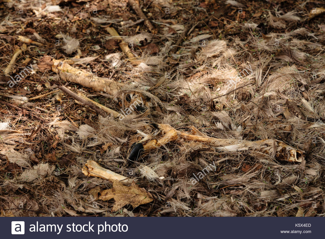 Deer Skeleton Stock Photos & Deer Skeleton Stock Images - Alamy