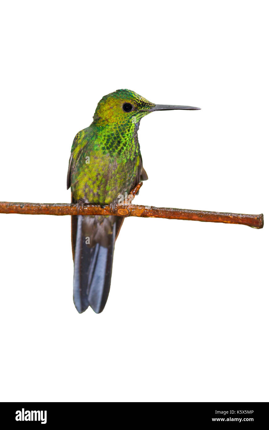 Exima hi-res stock photography and images - Alamy