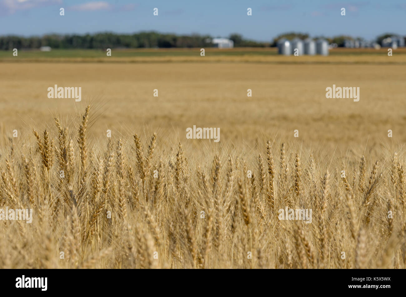 Farmland environment hi-res stock photography and images - Alamy