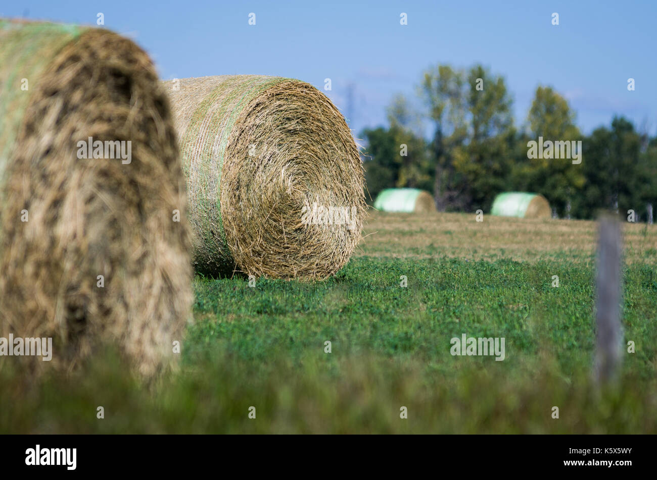Yellow round bales of hay waiting in a green field to be picked up for ...