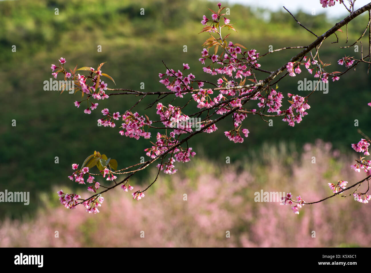 Branch of Wild Himalayan Cherry in Thailand national park Stock Photo ...