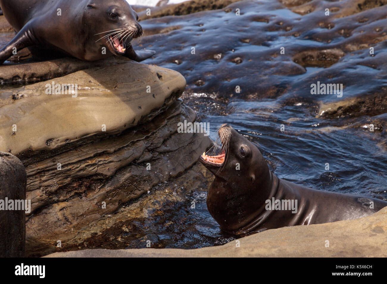 Arguing California sea lion Zalophus californianus shouting on the ...