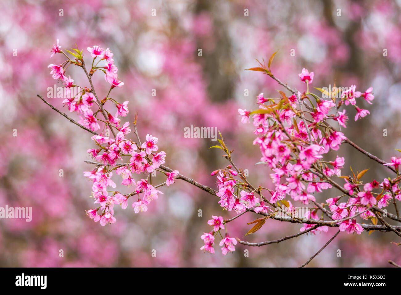 Branch of Wild Himalayan Cherry in Thailand national park Stock Photo ...