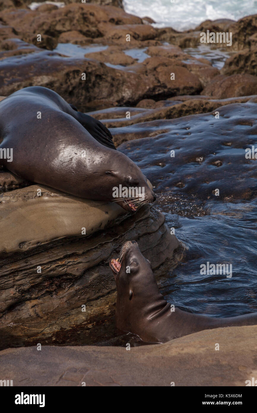 Arguing California sea lion Zalophus californianus shouting on the ...